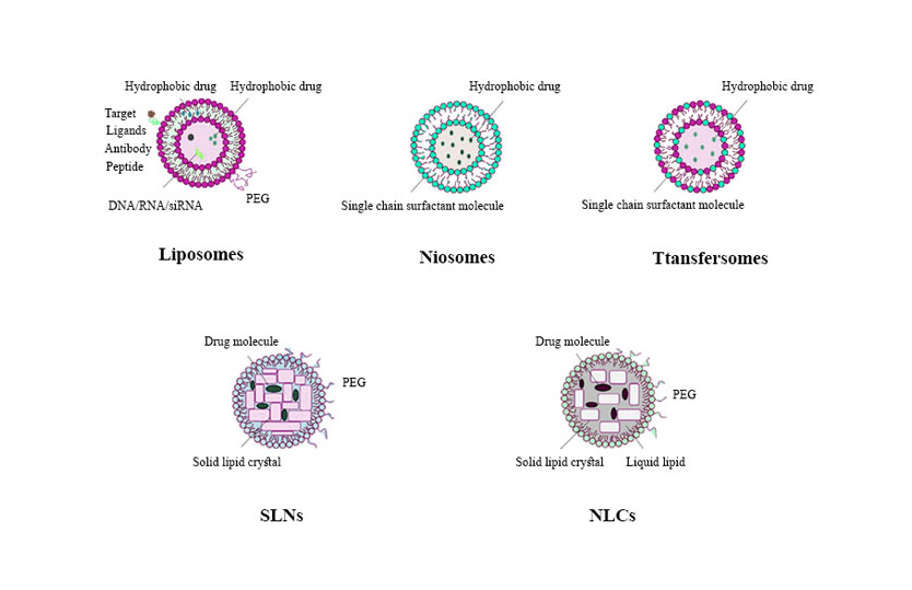 Lipid-based nanoformulations for TKIs delivery in cancer therapy – Nano ...